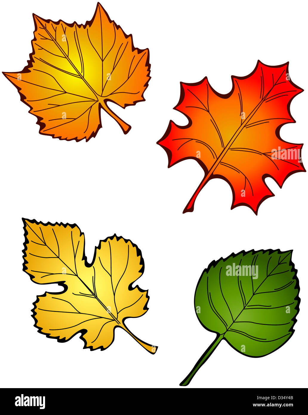 Four Fall Leaves Stock Photo - Alamy