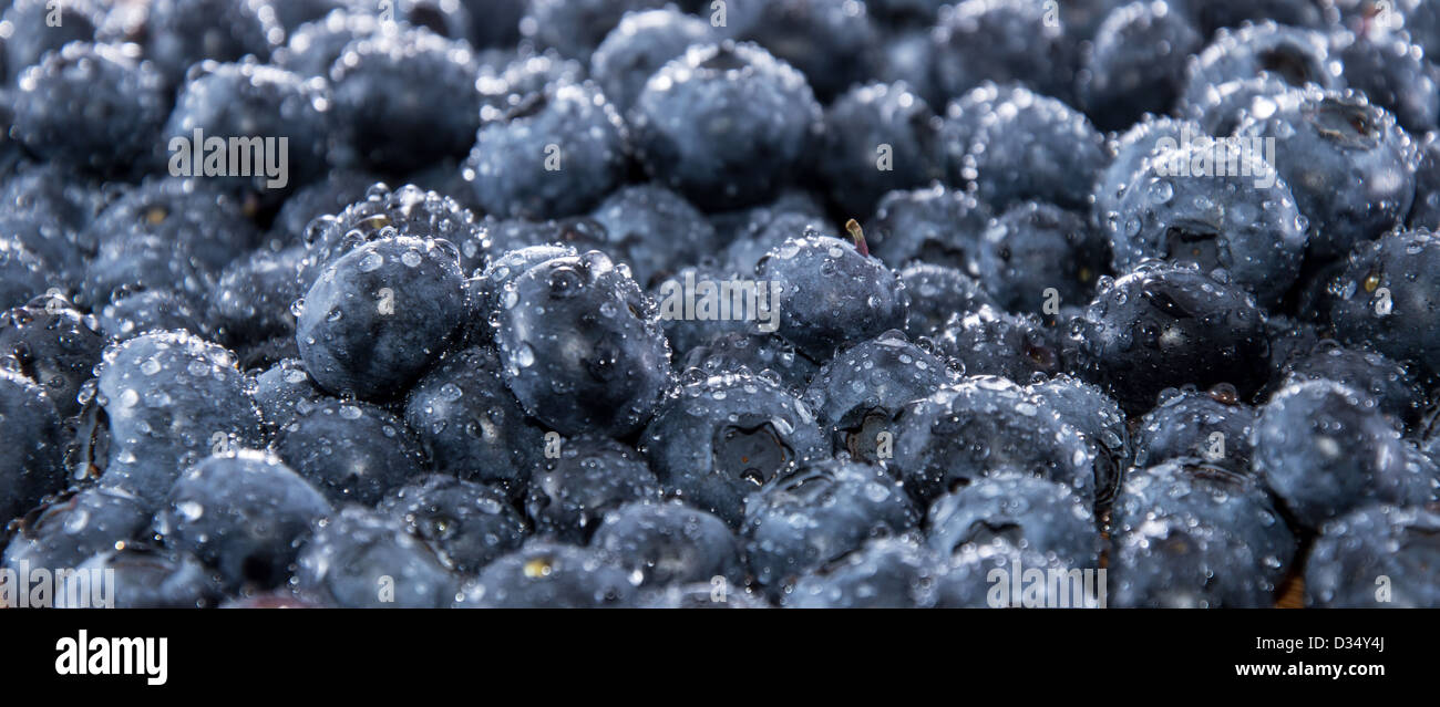 Blueberries with water drops as full screen background Stock Photo - Alamy