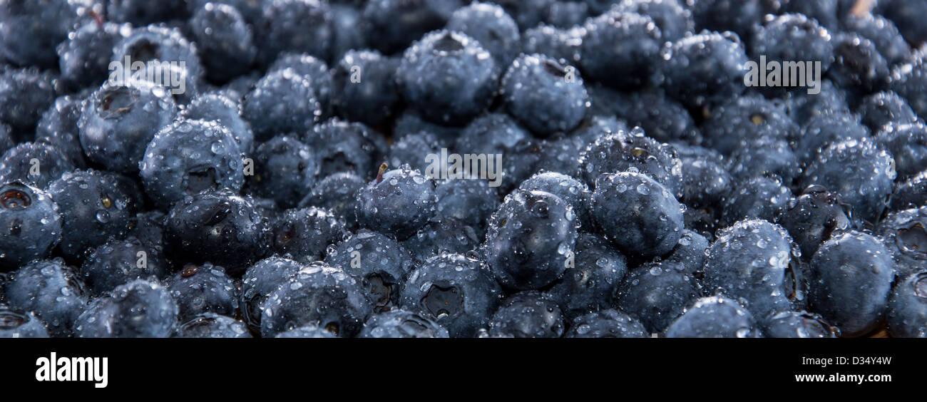 Blueberry Background (fullscreen macro shot Stock Photo - Alamy