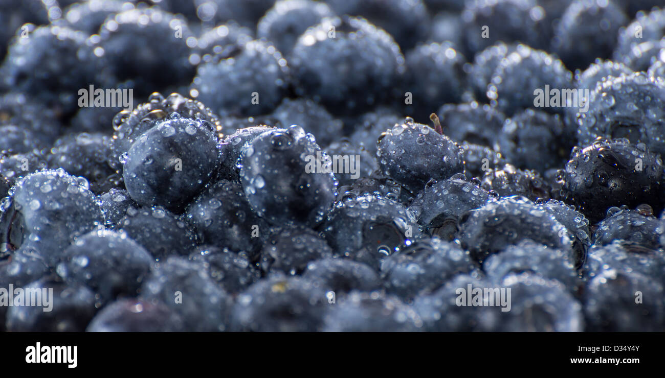 Blueberries with water drops as full screen background Stock Photo - Alamy