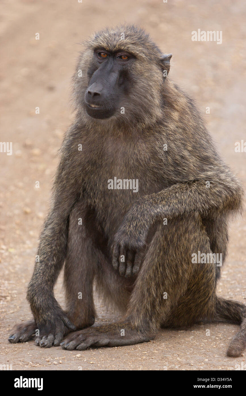 Primate reserve hi-res stock photography and images - Alamy