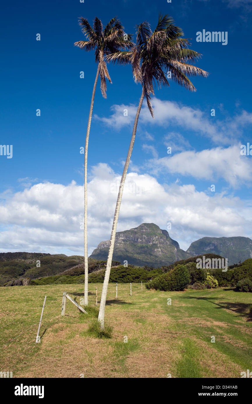 Twin Thatch Palm Trees near Jims Point Lord Howe Island New South Wales ...