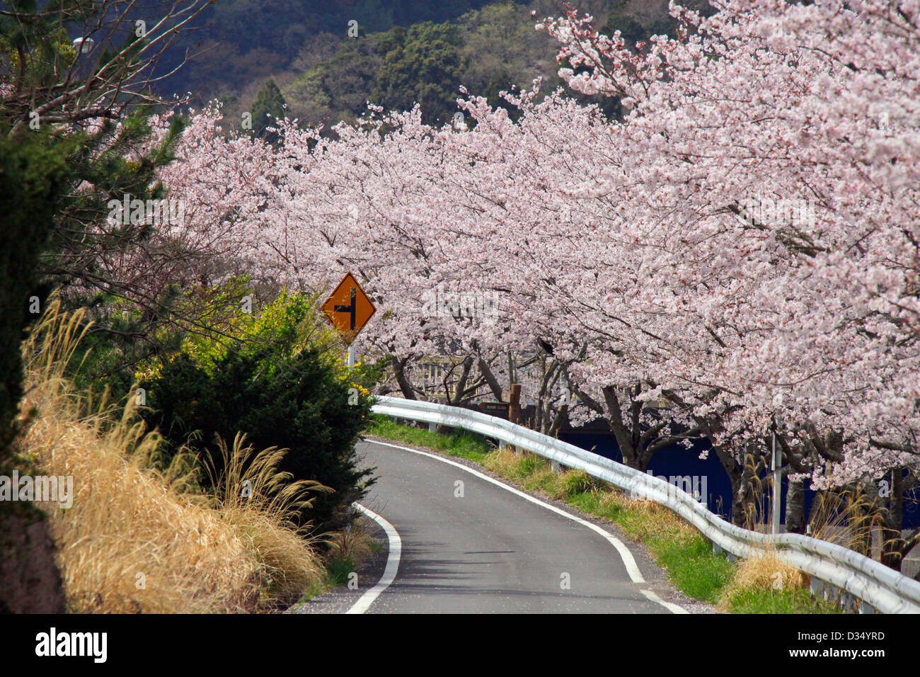 Cherry blossoms in full bloom lining a country road in Chiba Japan ...