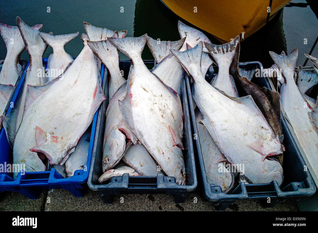 Commercial fisherman unload their fresh catch of halibut into bins ...