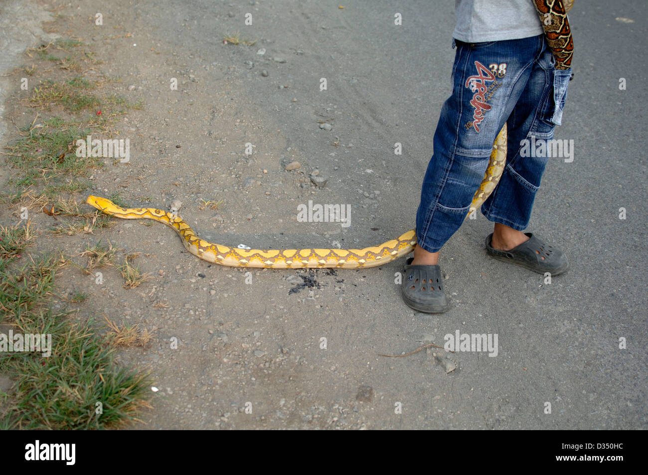 Energi Wira Pratama (8) plays two snakes in the yard in Wates village ...