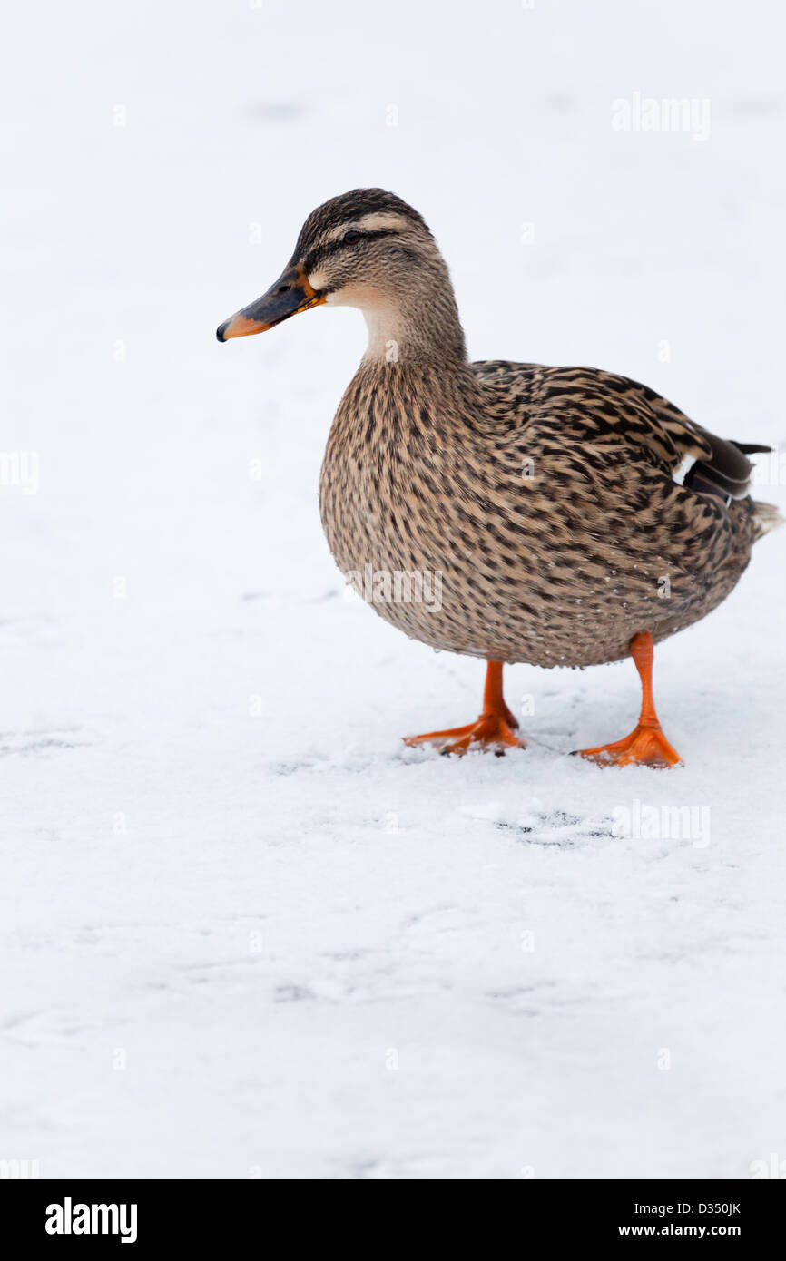 Frozen Duck Feet High Resolution Stock Photography and Images - Alamy