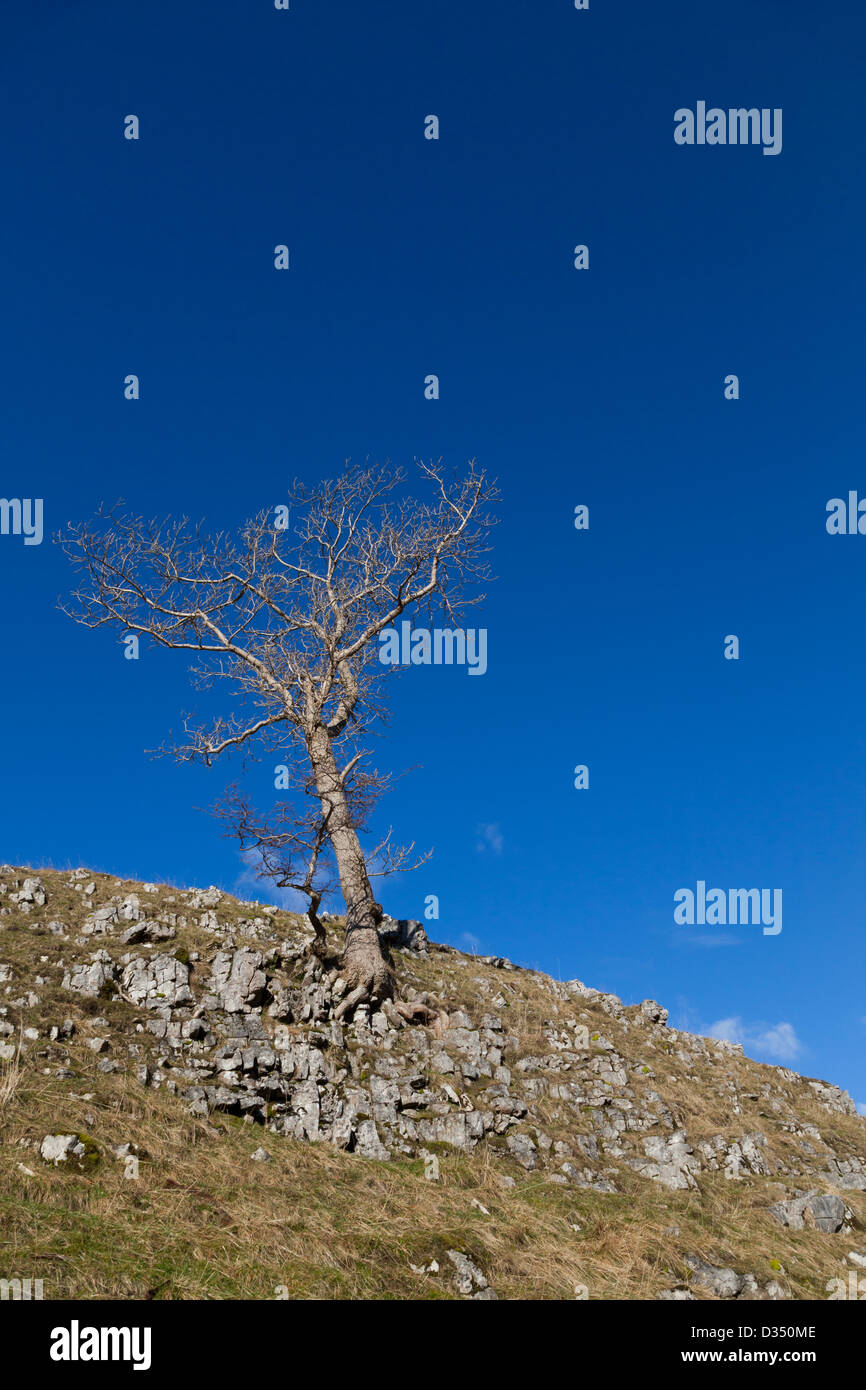 Tree taken in the Yorkshire Dales in mid-Winter against a pure blue sky ...