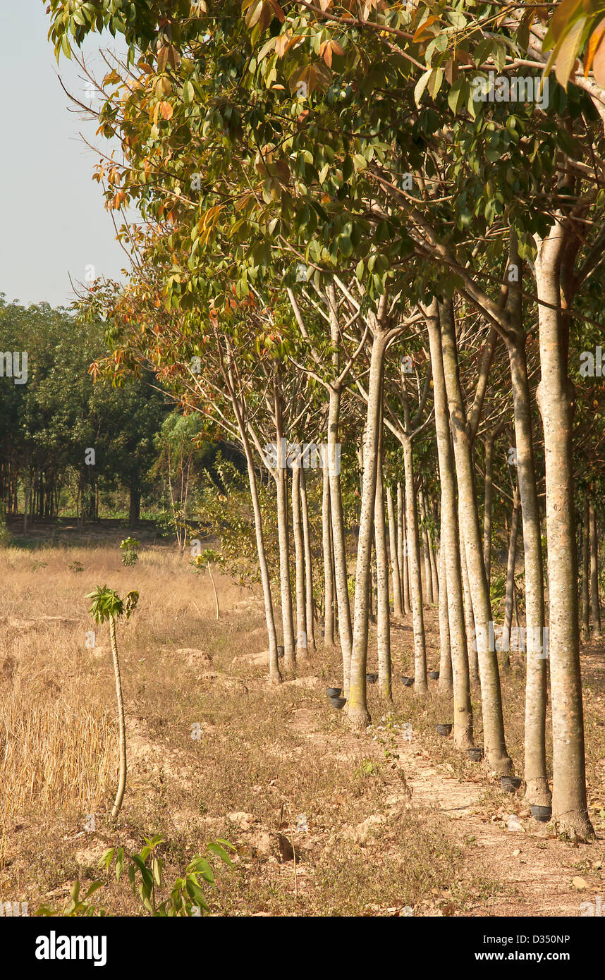 Rubber trees Nong Khai Province at Thailand Stock Photo - Alamy