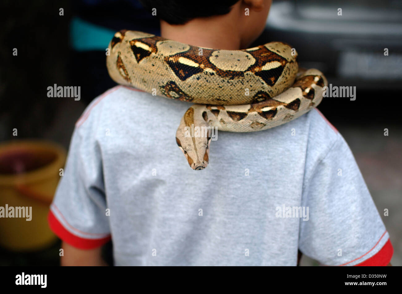 Snakes of java hi-res stock photography and images - Alamy