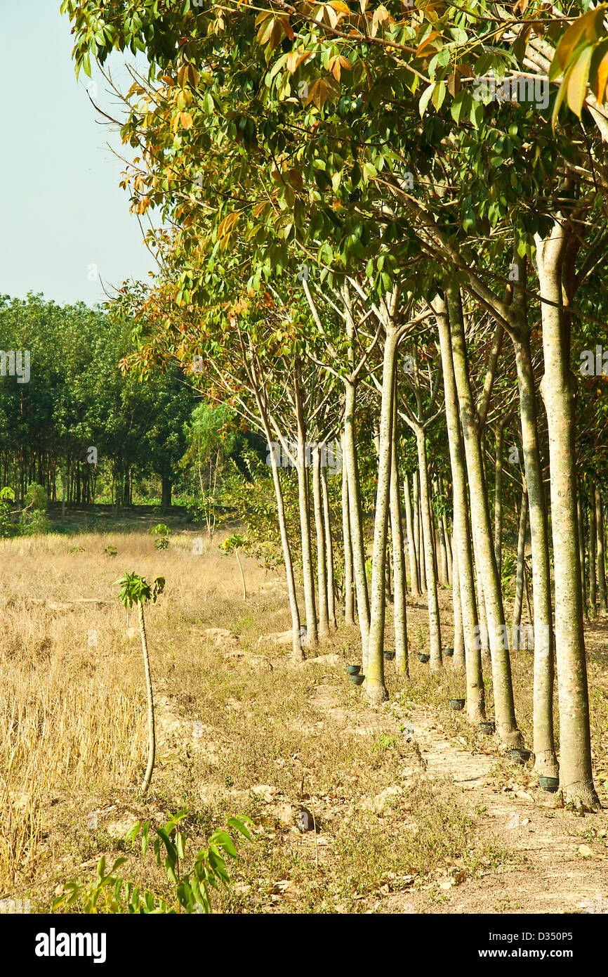 Rubber trees Nong Khai Province at Thailand Stock Photo - Alamy
