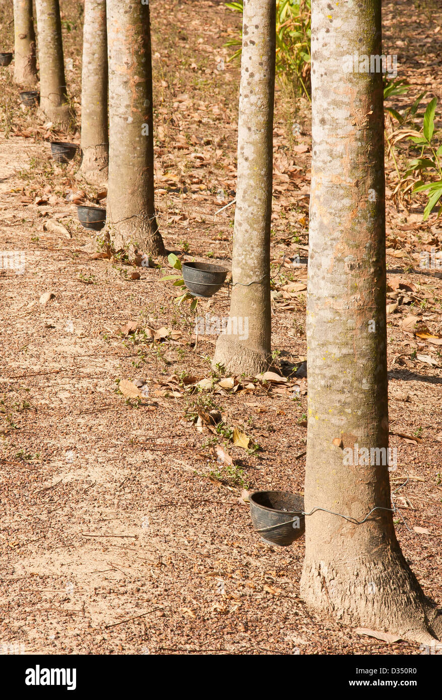 Rubber trees hi-res stock photography and images - Alamy