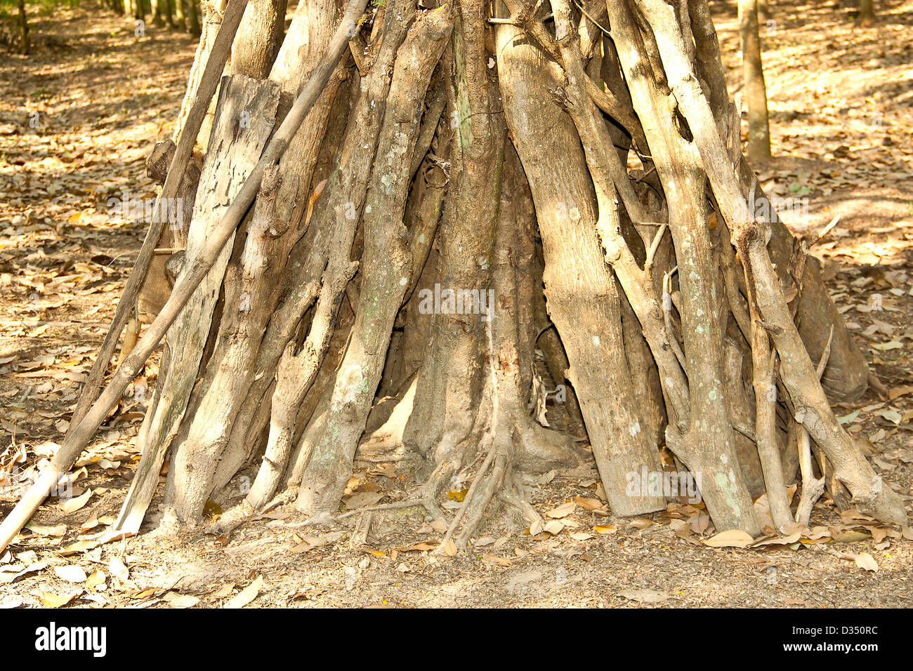 Tree root hi-res stock photography and images - Alamy