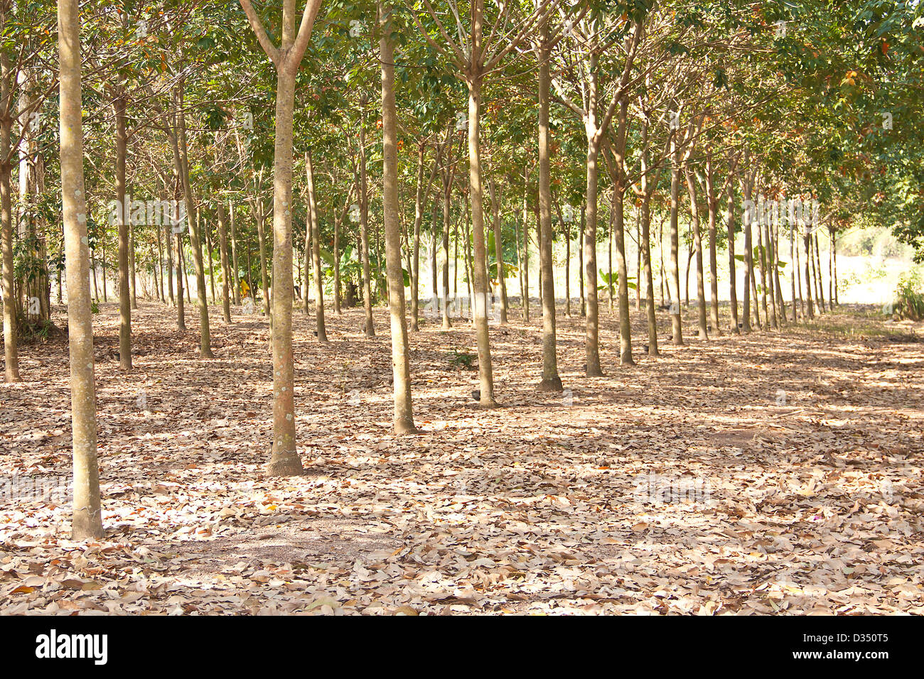 Rubber trees Nong Khai Province at Thailand Stock Photo - Alamy