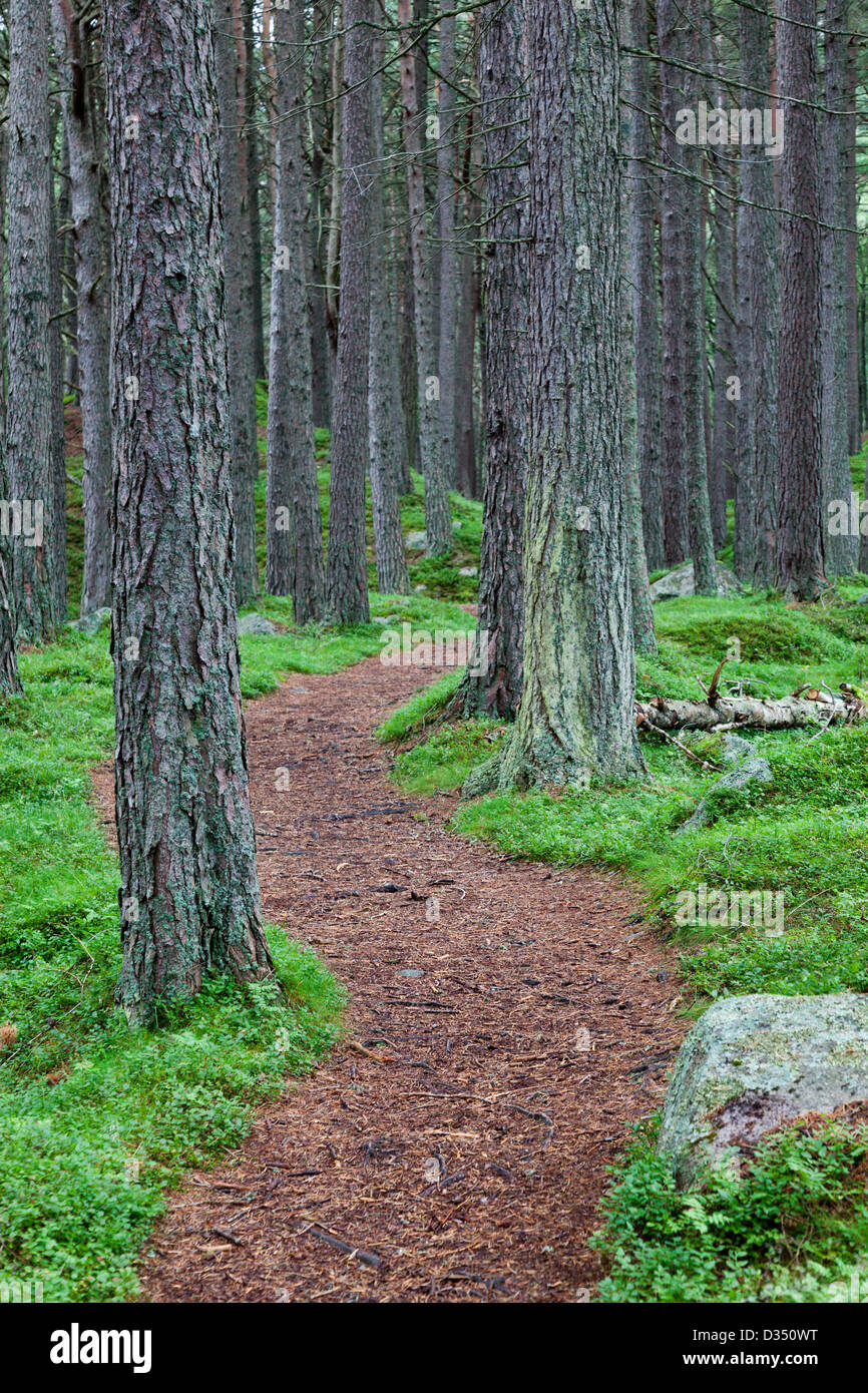 A winding path in the pine forests of Scotland Stock Photo - Alamy