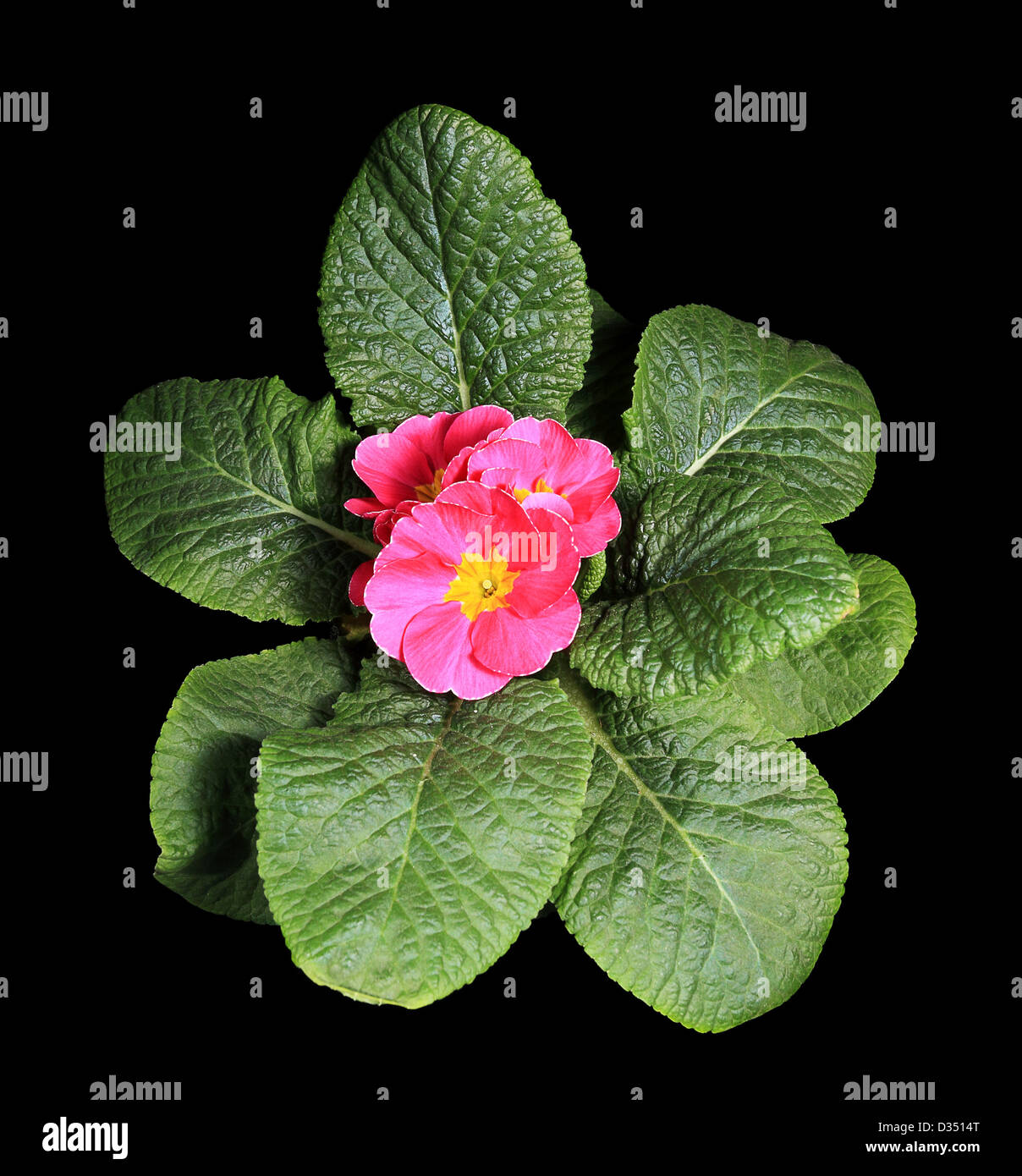 Flowering pink primula on the black background (Primula vulgaris ...
