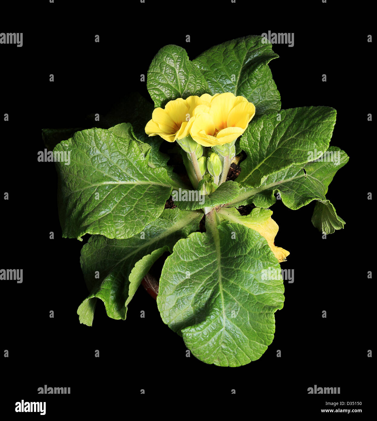 Flowering yellow primula on the black background (Primula Stock Photo ...
