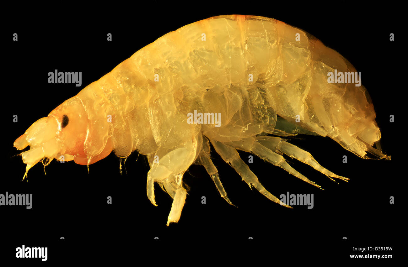 Gammarus under the microscope (Gammarus pulex Stock Photo - Alamy