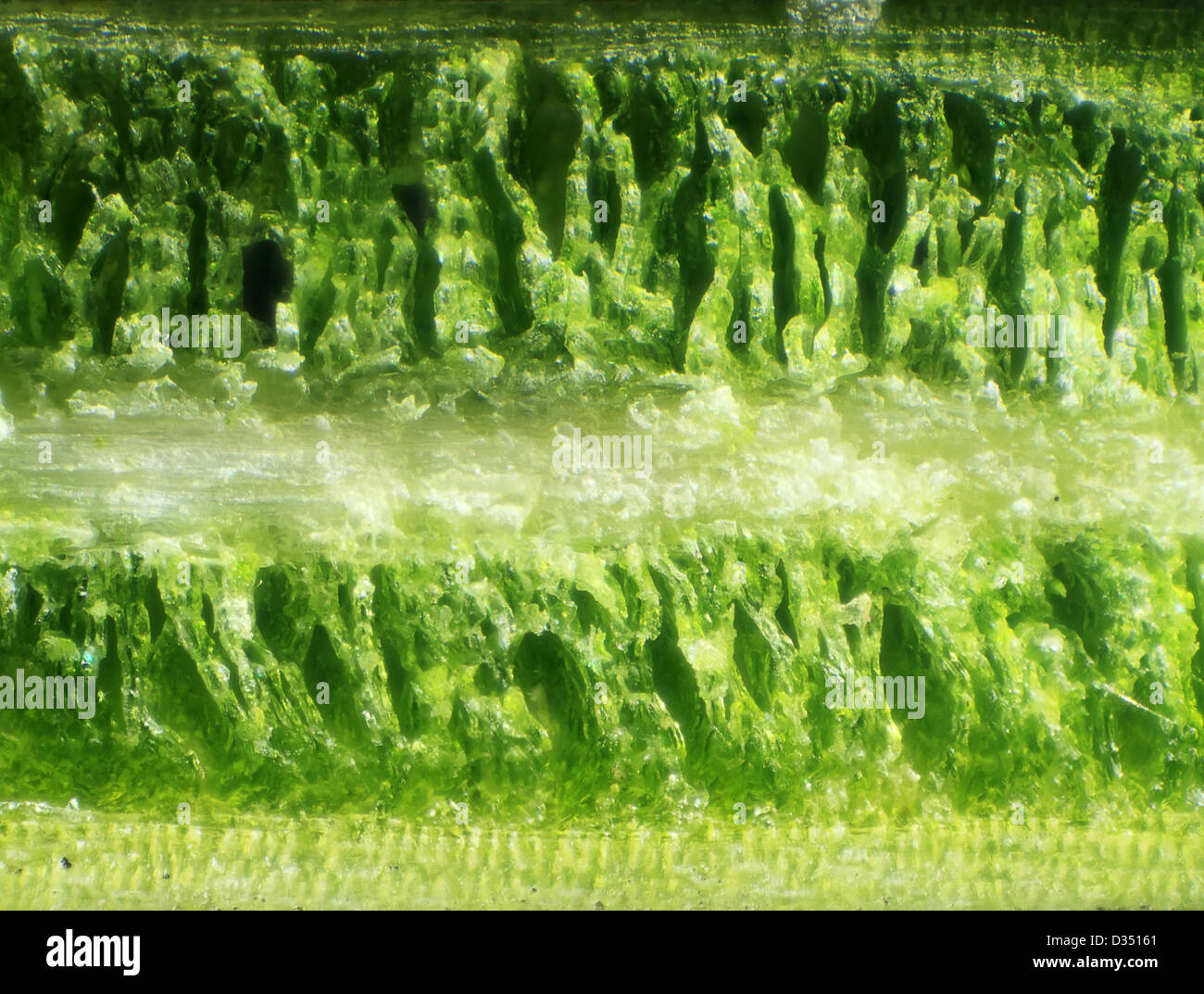 spruce needles under the microscope, background. (Picea Stock Photo - Alamy
