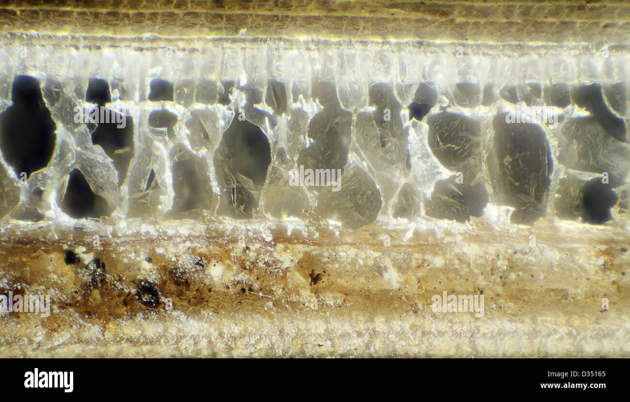 Needle hedgehog under the microscope, background (Erinaceus europaeus ...
