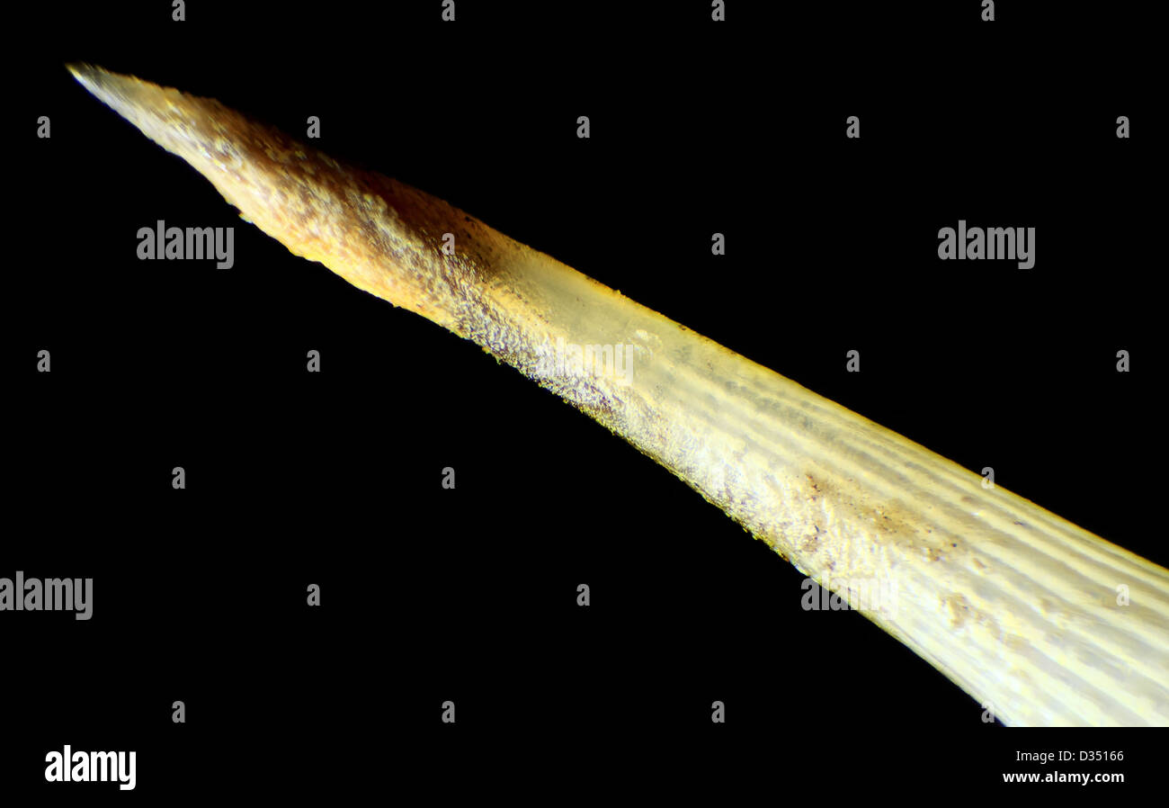 Needle hedgehog under the microscope (Erinaceus europaeus Stock Photo ...