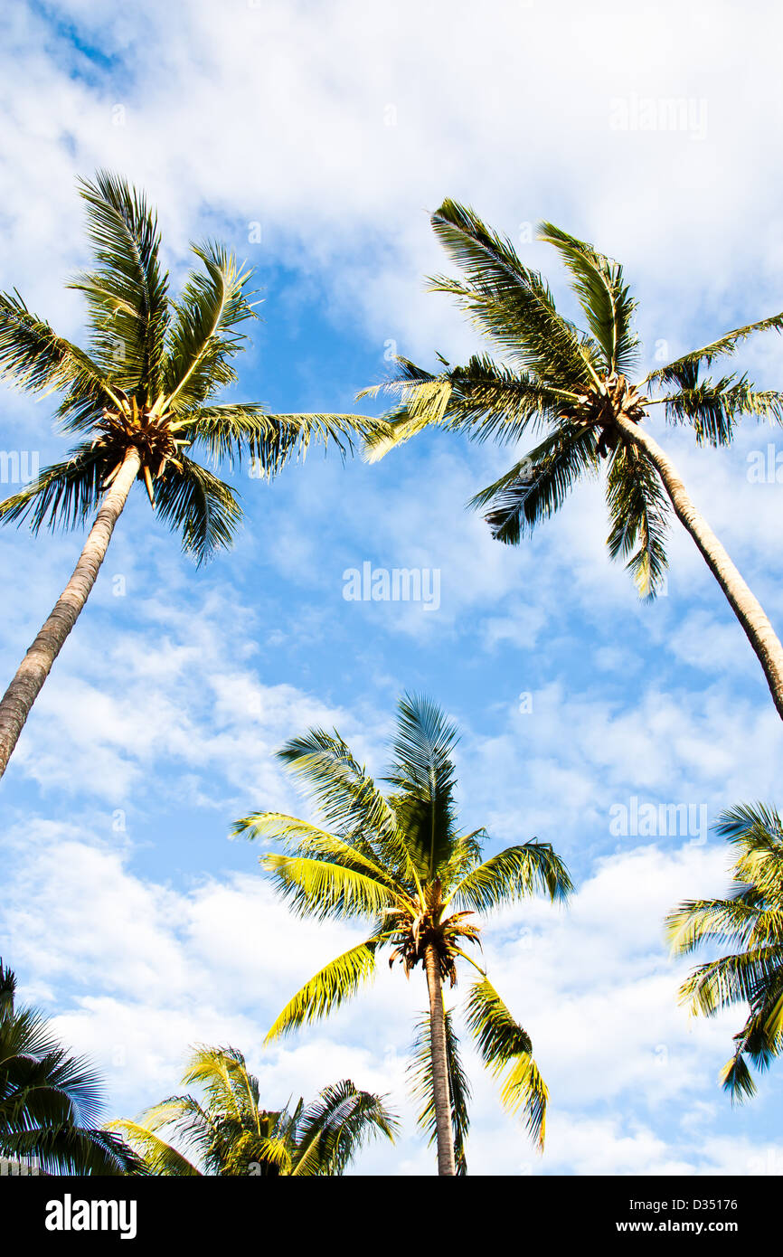 The view from the bottom to the top of the coconut Stock Photo - Alamy