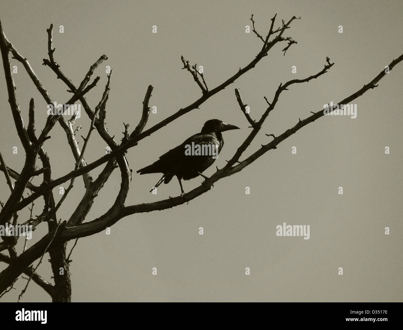 black raven on a branch of dry tree Stock Photo - Alamy