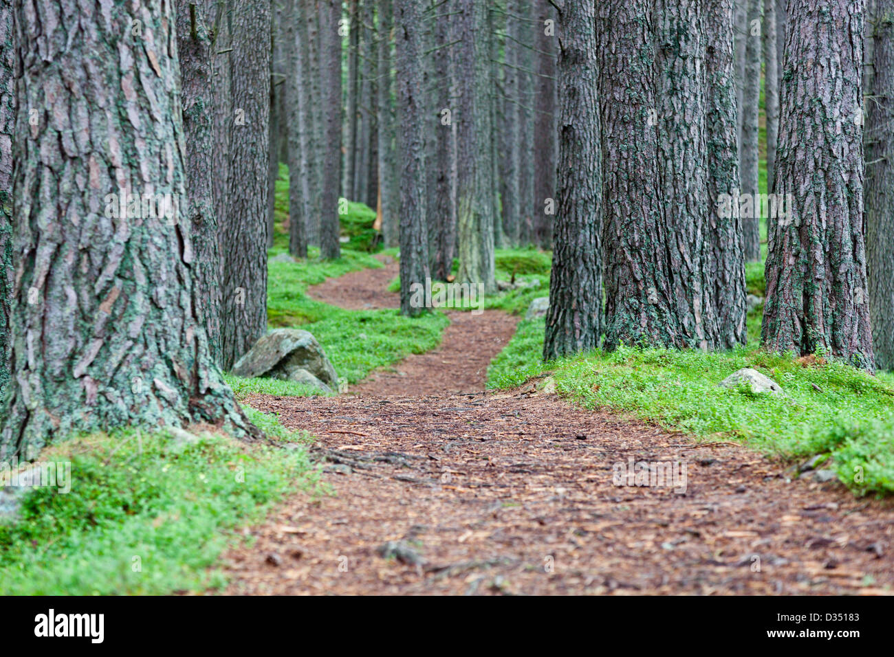 A winding path in the pine forests of Scotland. Very shallow depth of ...