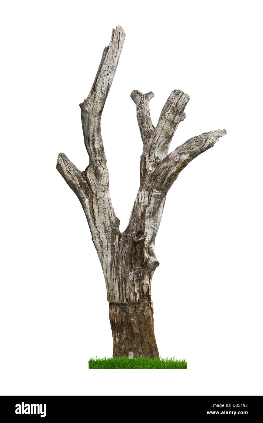 Single old and dead tree and fresh grass isolated on white background ...