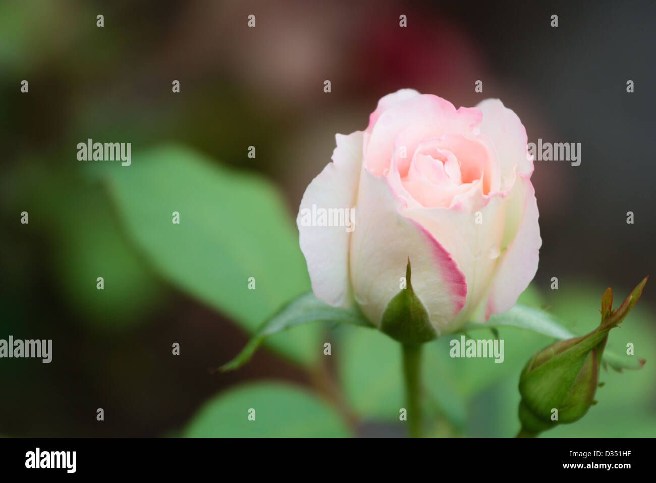 Beautiful perfect pink rose in hi-res stock photography and images - Alamy
