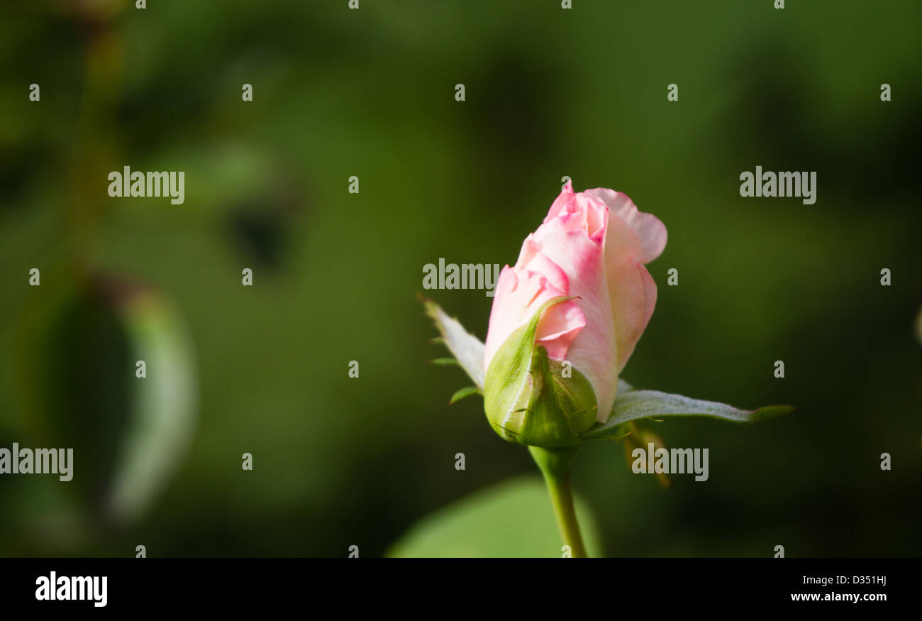 Perfect young beautiful white pink rose in the garden Stock Photo - Alamy