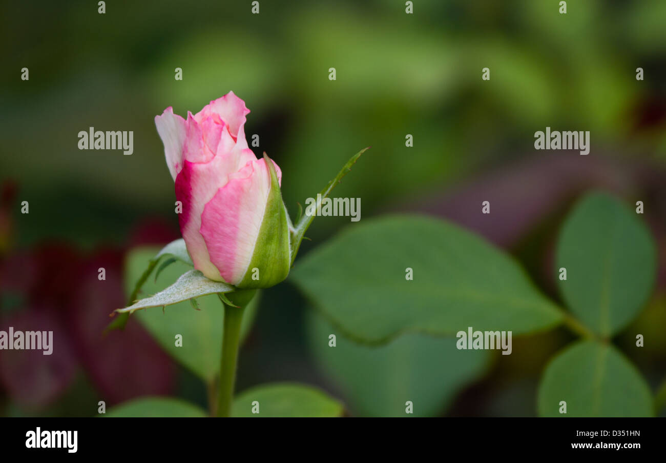 Perfect young beautiful white pink rose in the garden Stock Photo - Alamy