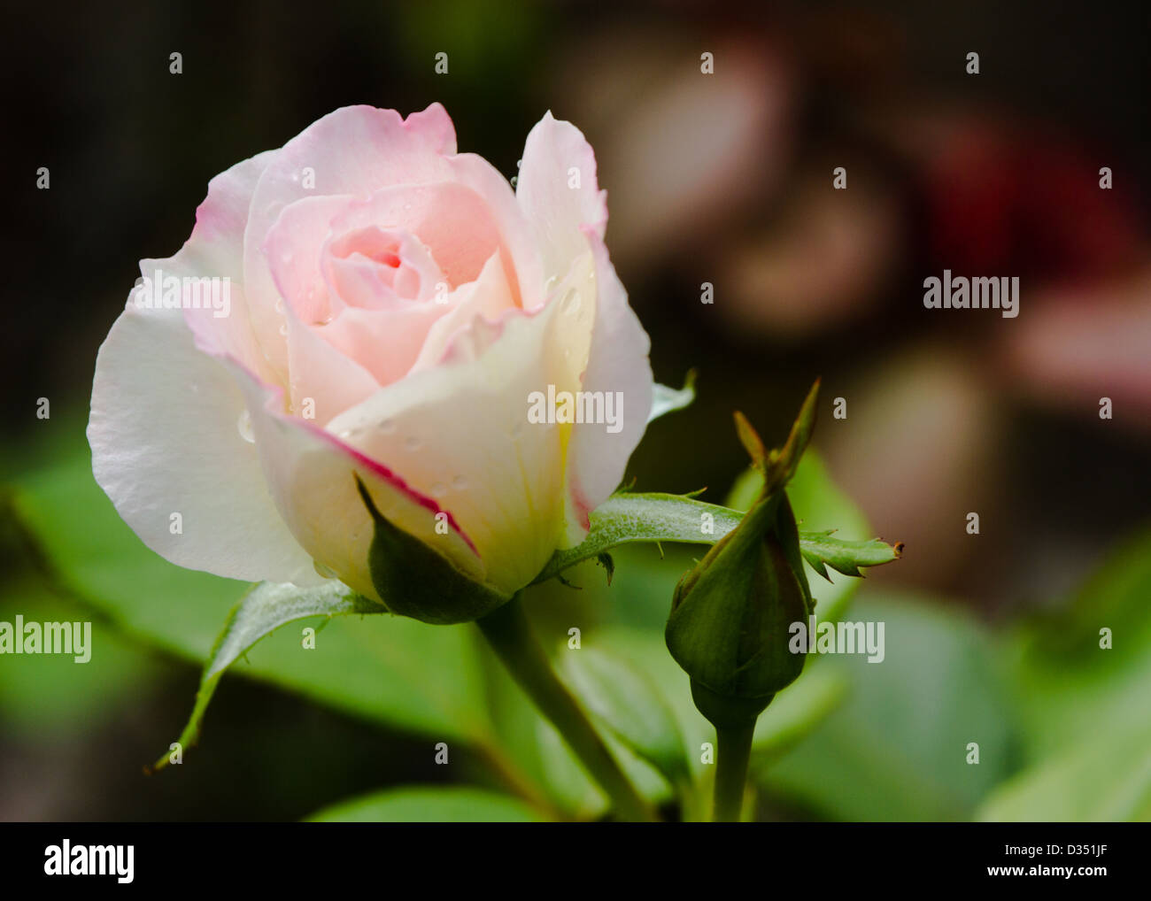 Perfect young beautiful white pink rose in the garden Stock Photo - Alamy