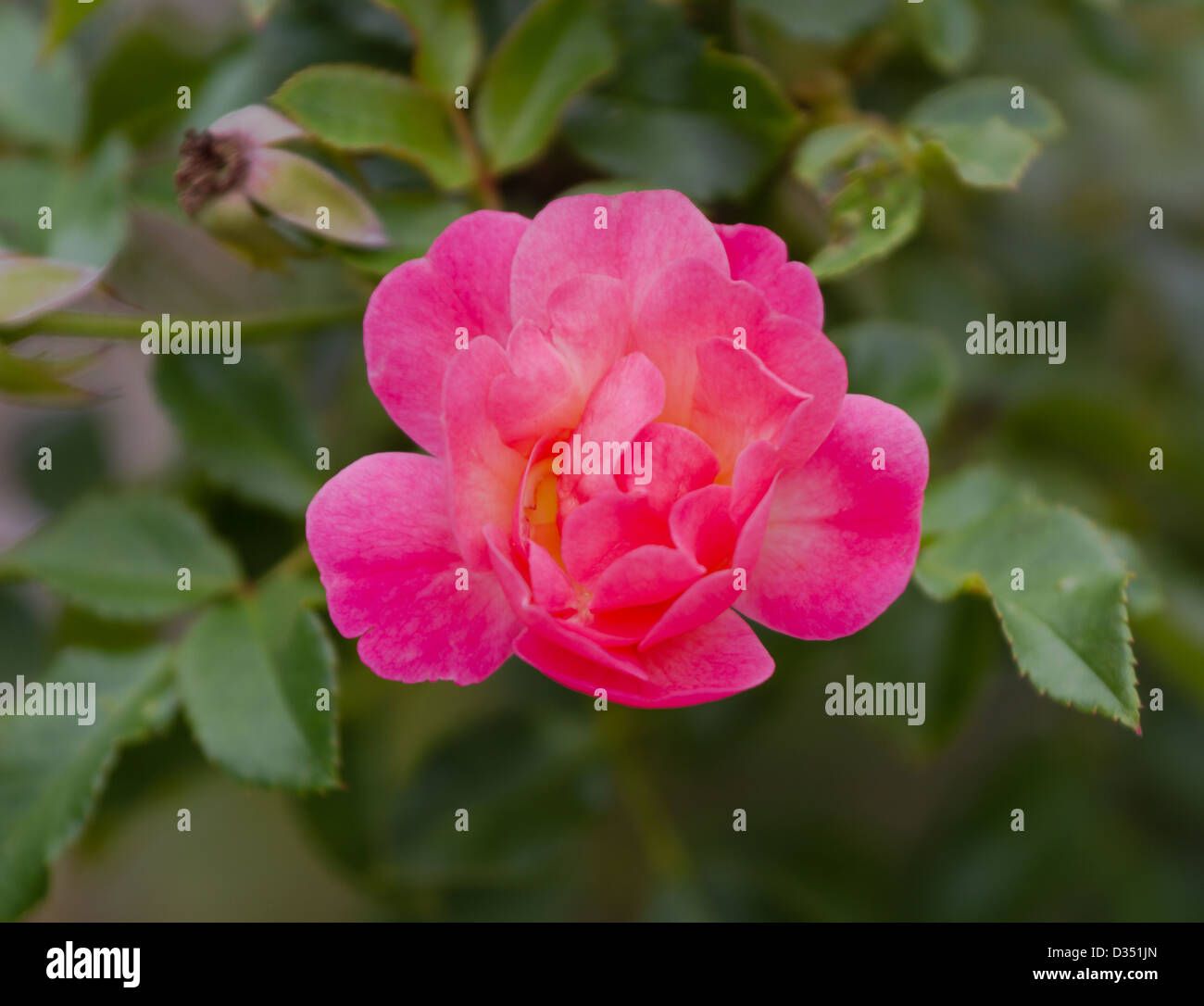 Perfect young beautiful pink red rose in the garden Stock Photo - Alamy