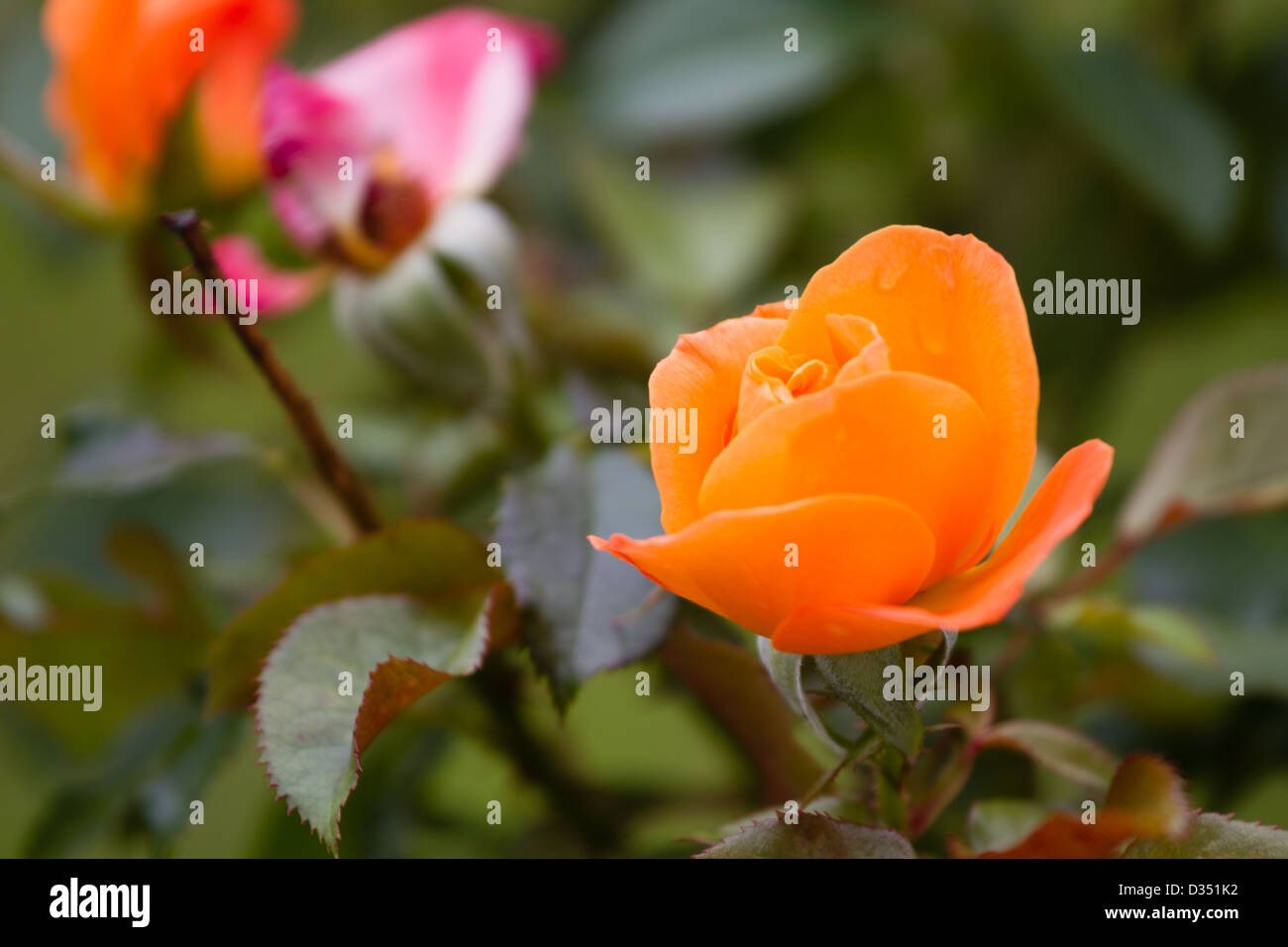 Perfect young beautiful orange rose in the garden Stock Photo - Alamy