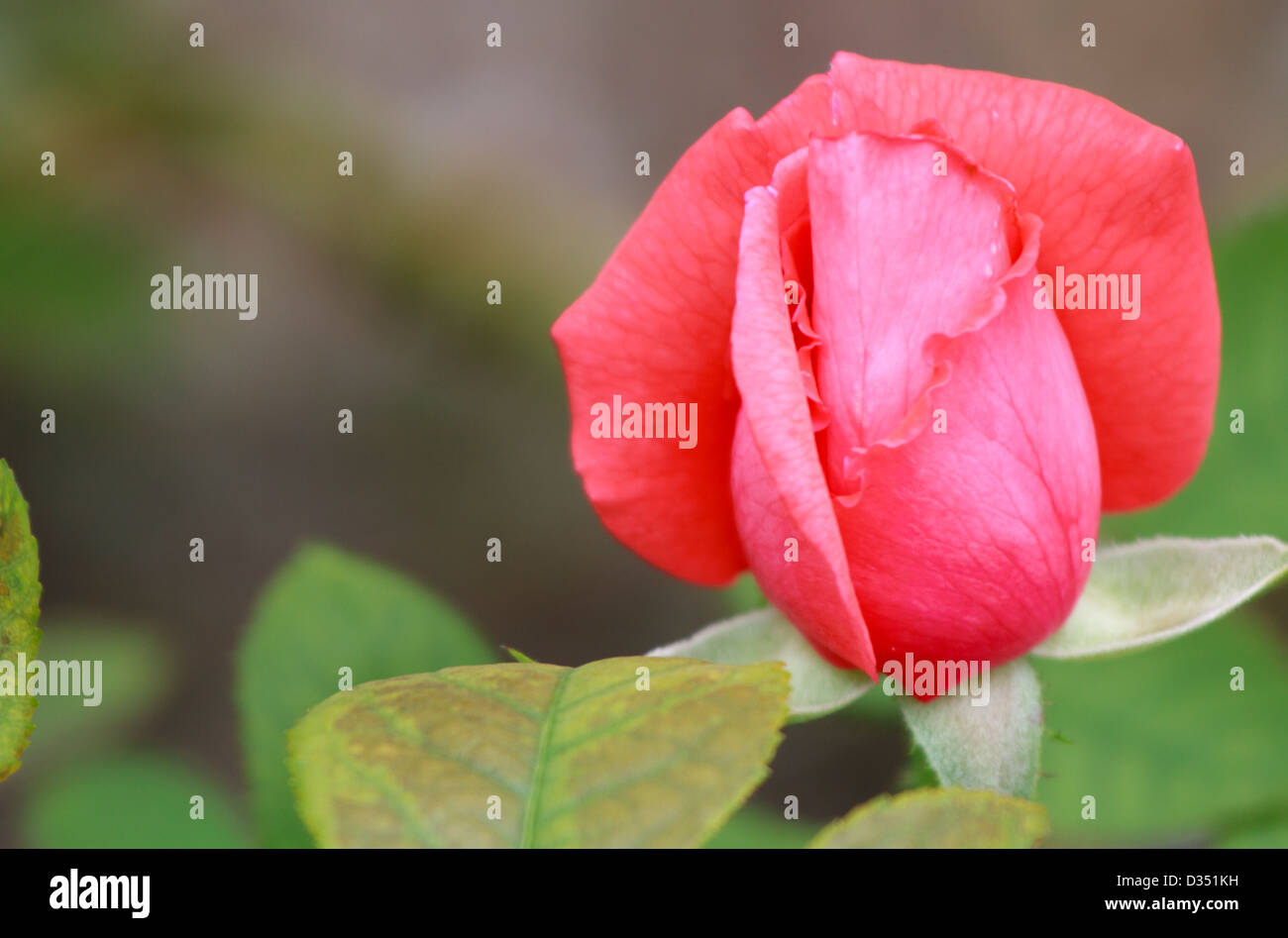 Young healthy beautiful red hi-res stock photography and images - Alamy