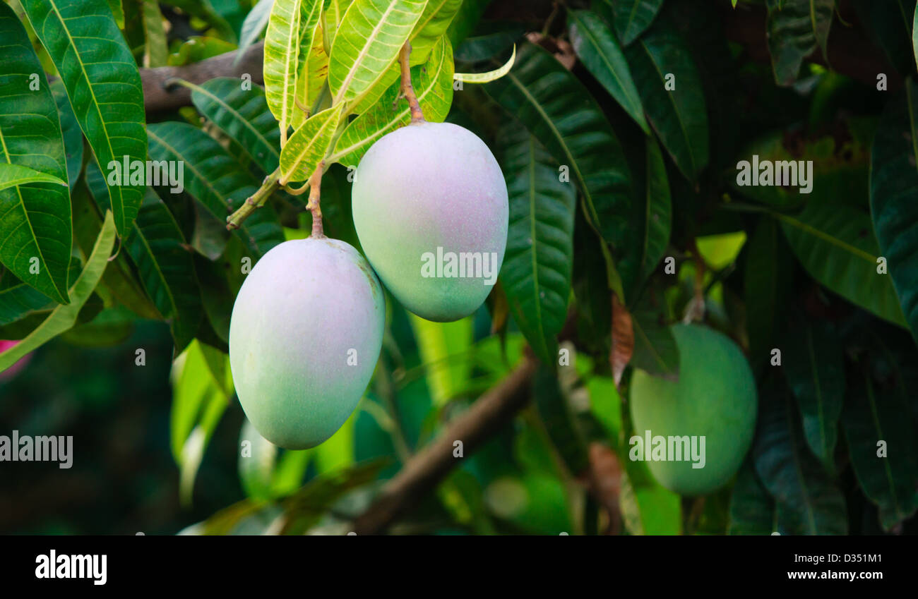 Twin green purple mango fruit on its tree Stock Photo - Alamy