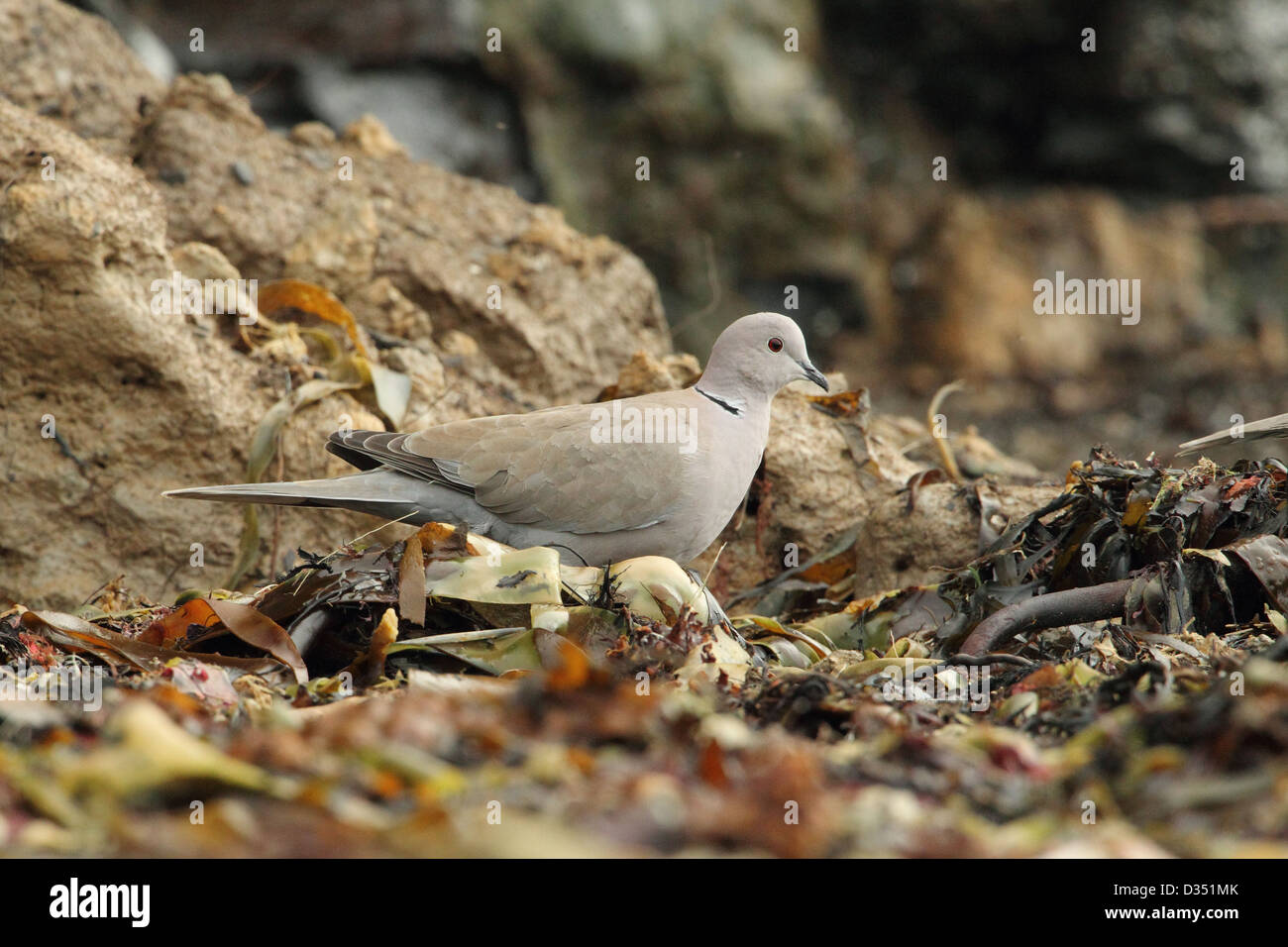 Collared dove uk beach hi-res stock photography and images - Alamy