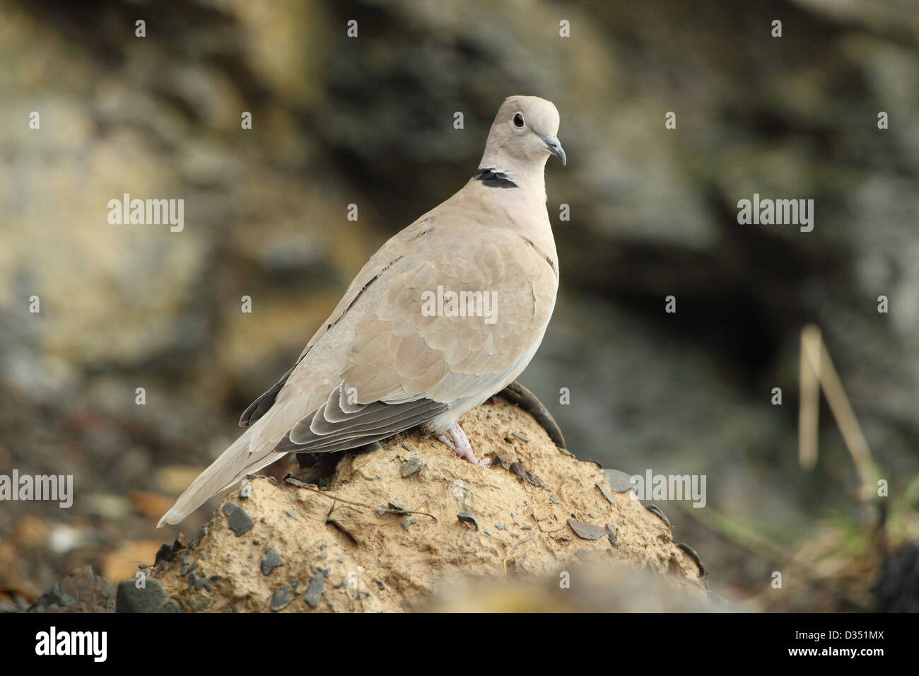 Collared Dove Streptopelia decaoto, on beach strandline Kimmeridge ...