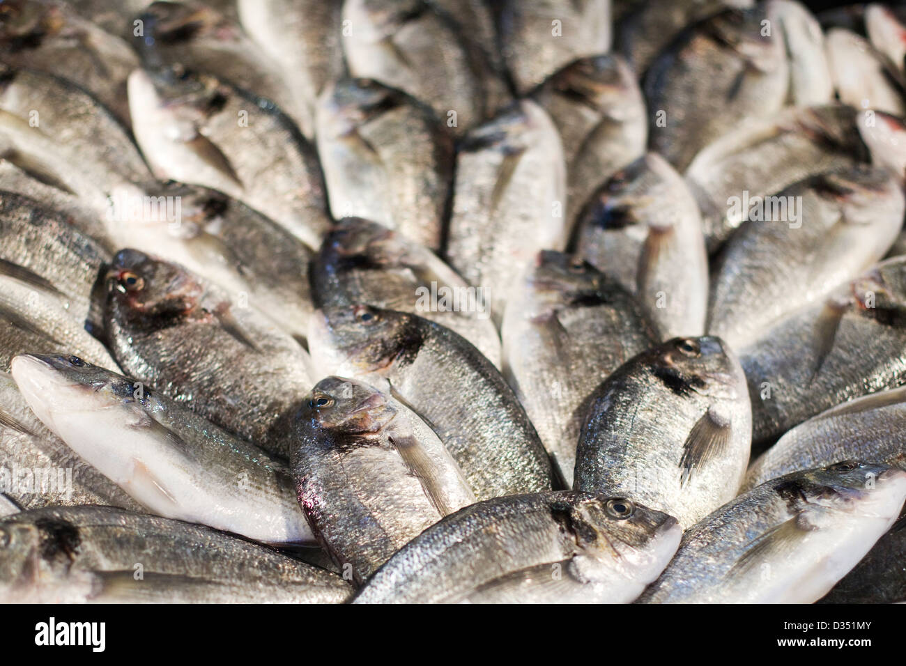 Antarctic silverfish hi-res stock photography and images - Alamy