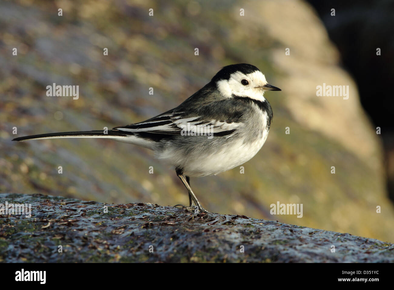 Pied Wagtail Motacilla alba, on beach strandline Kimmeridge bay Dorset ...
