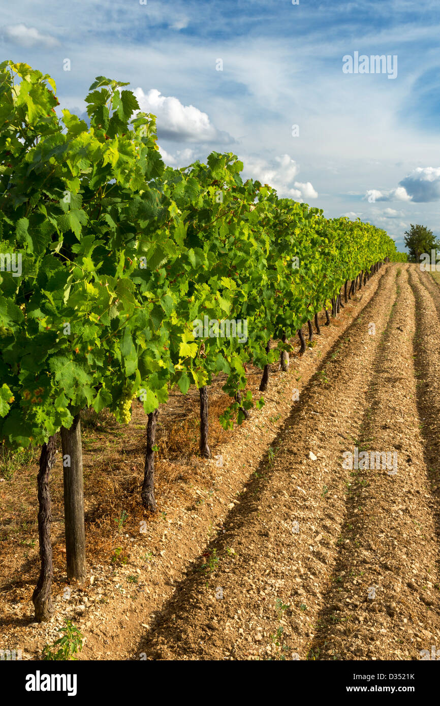 Vineyards near Cognac, Charente Maritime, France Stock Photo - Alamy