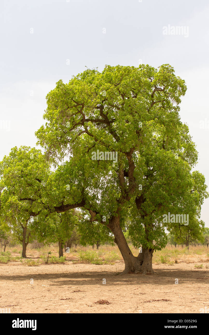 Shea nut tree hi-res stock photography and images - Alamy