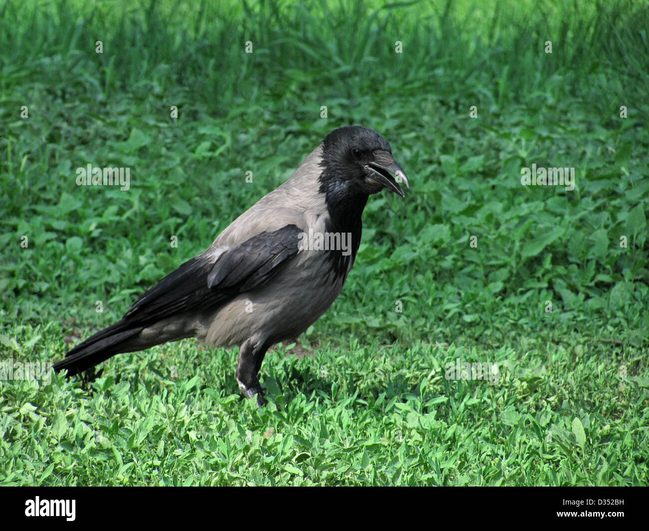 Raven black hi-res stock photography and images - Alamy
