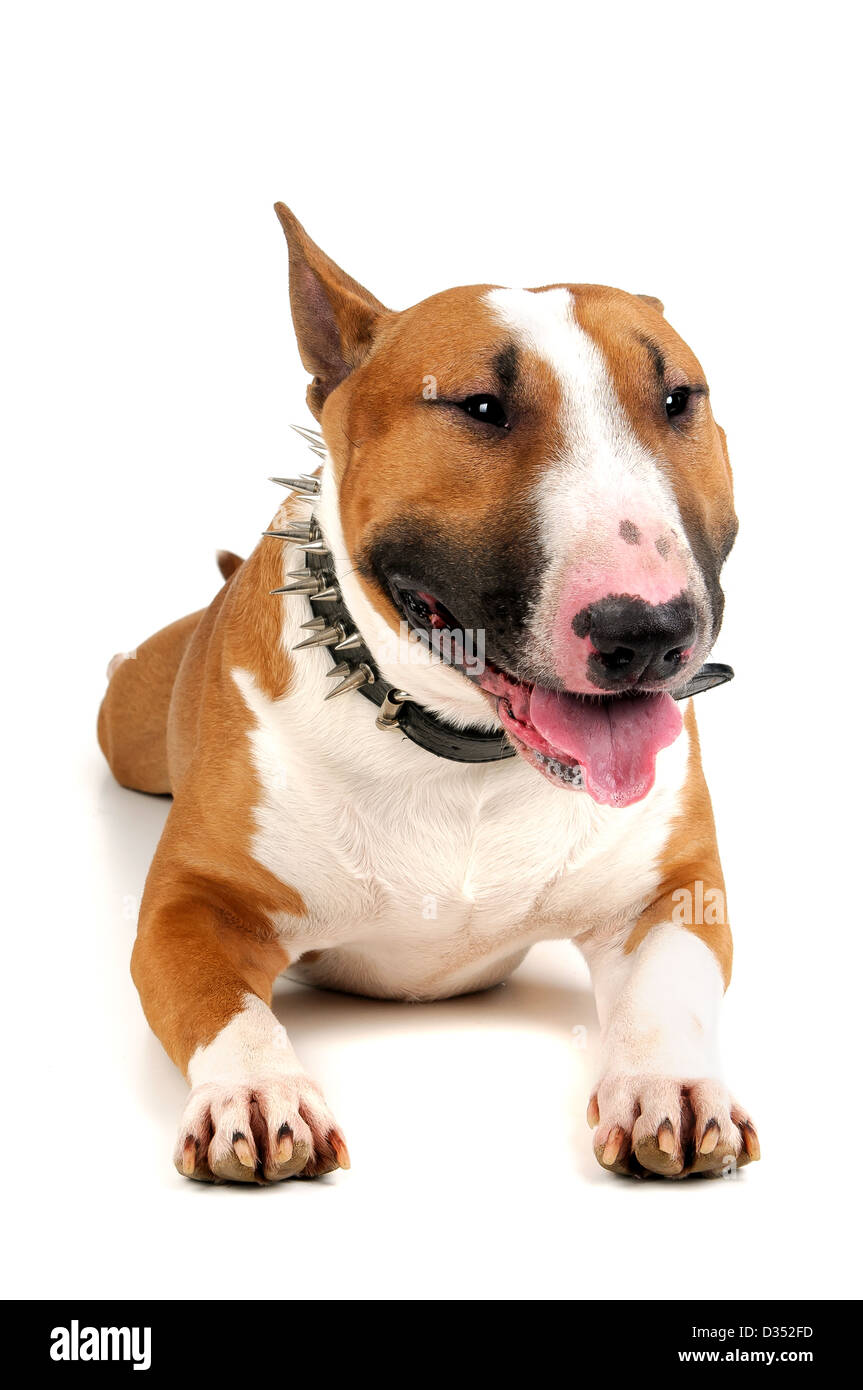 Beautiful young Bull Terrier isolated in white Stock Photo - Alamy