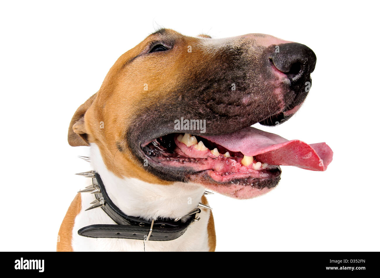 Beautiful young Bull Terrier isolated in white Stock Photo - Alamy