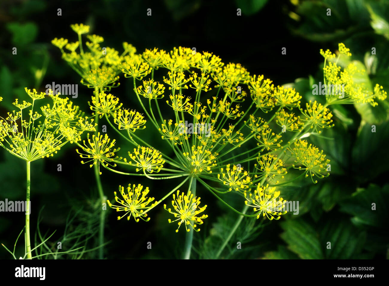 Dill Flower
