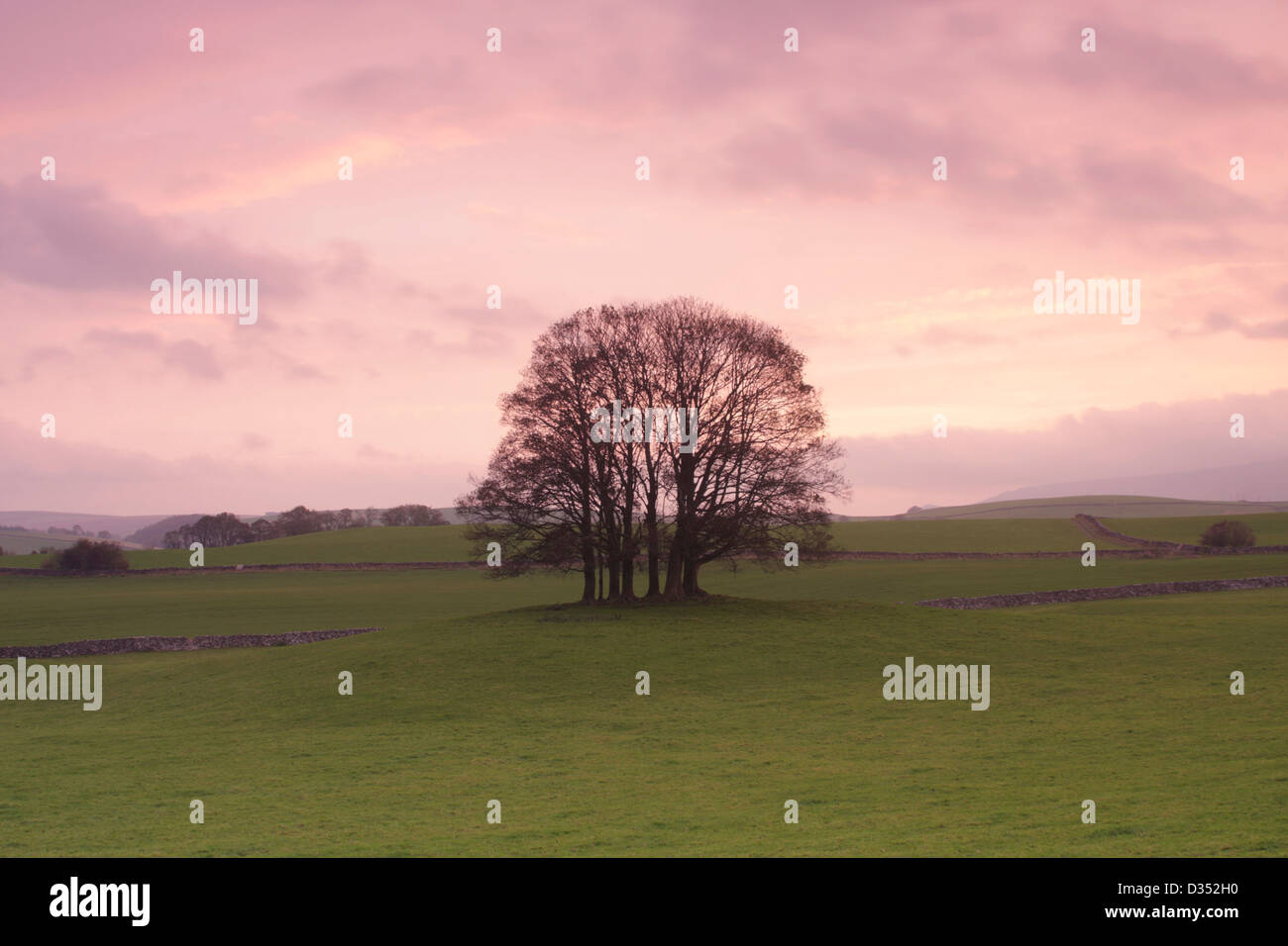 Stand of trees at sunset, in middle of field, Airton, North Yorkshire ...
