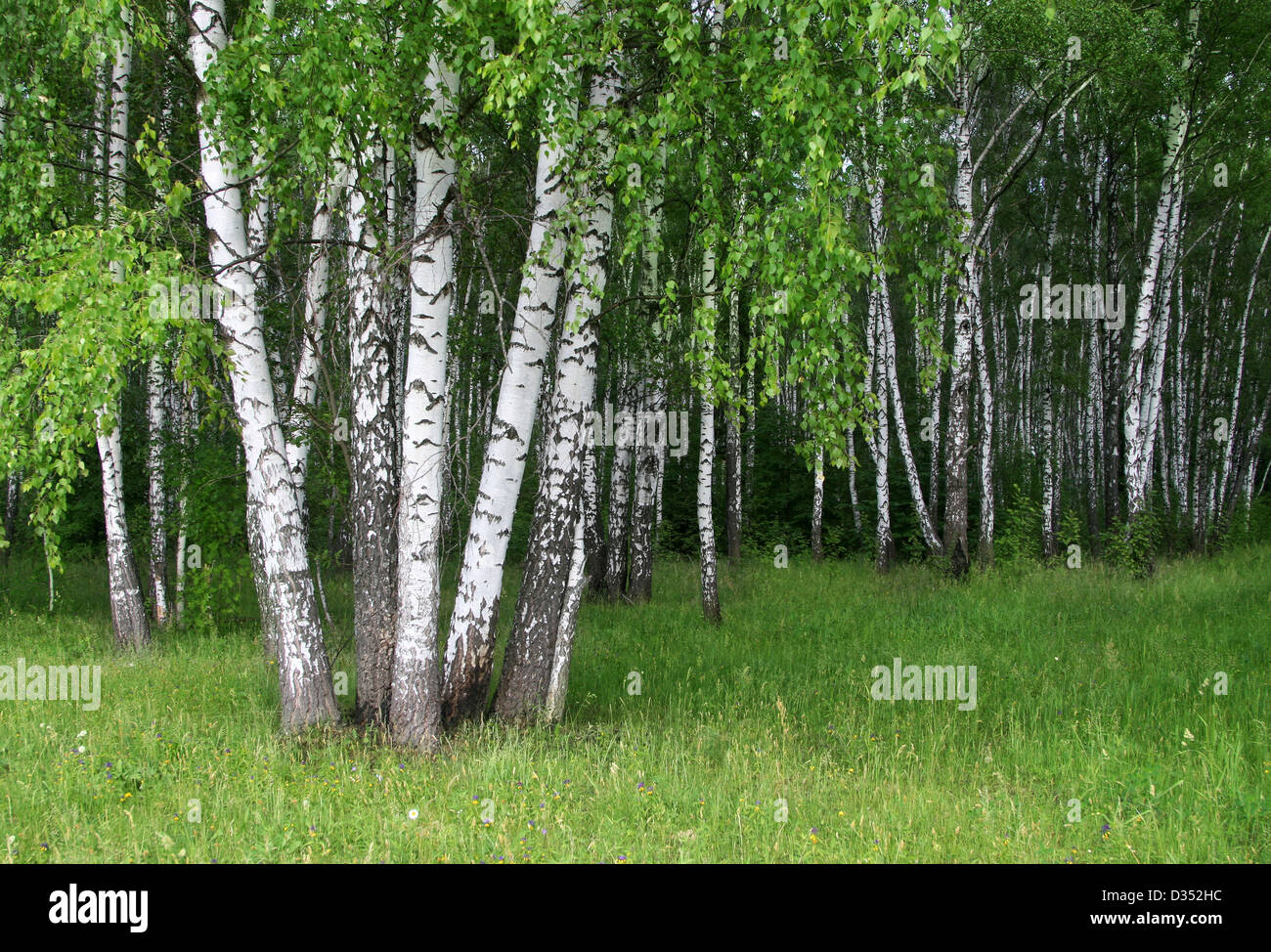 birch trees with young foliage in a summer forest Stock Photo - Alamy