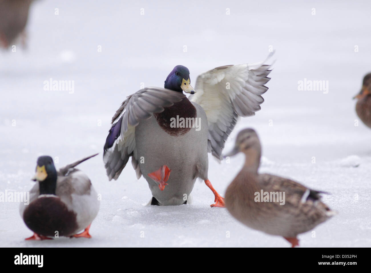 Mallard adult (Anas platyrhynchos) in snow, Yorkshire, England, January ...