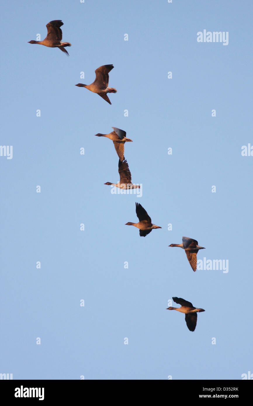 Pink Footed Geese (Anser brachyrhynchus) flock, in flight, Martin Mere ...